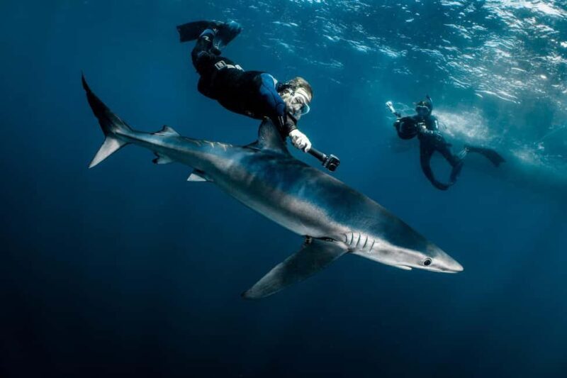 Cabo San Lucas: Shark Snorkeling and Freediving Tour - Key Points
