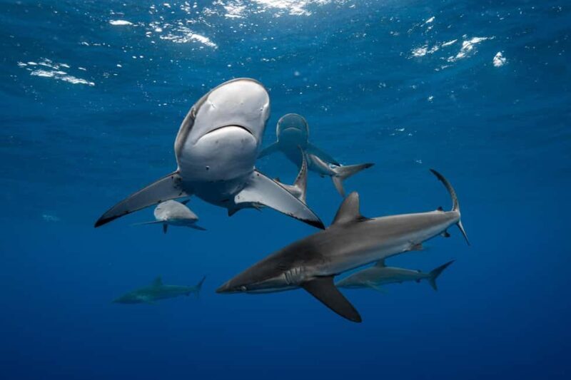 Cabo San Lucas: Shark Snorkeling and Freediving Tour - An In-Depth Look at the Cabo Shark Tour