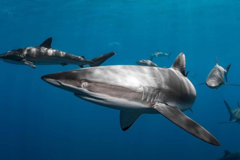 Cabo San Lucas: Shark Snorkeling and Freediving Tour - FAQ