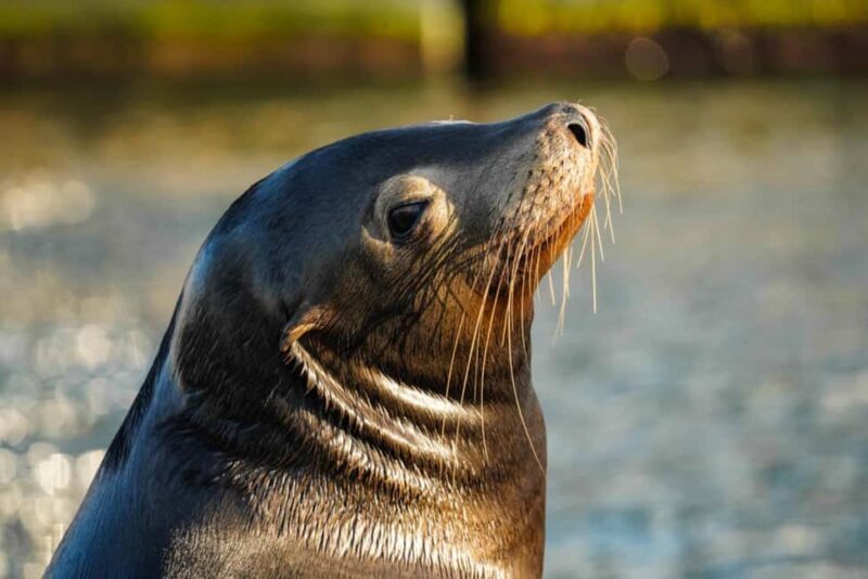 Cabo San Lucas: Sunset Cruise - A Closer Look at the Sunset Cruise Experience