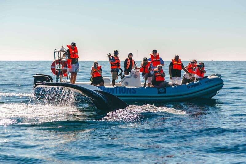 Cabo San Lucas: Up-Close Whale Watching Small-Group Tour - The Sum Up