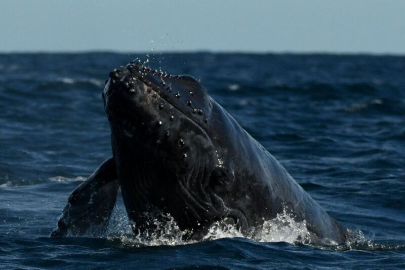 Cabo San Lucas: Up-Close Whale Watching Small-Group Tour - Frequently Asked Questions