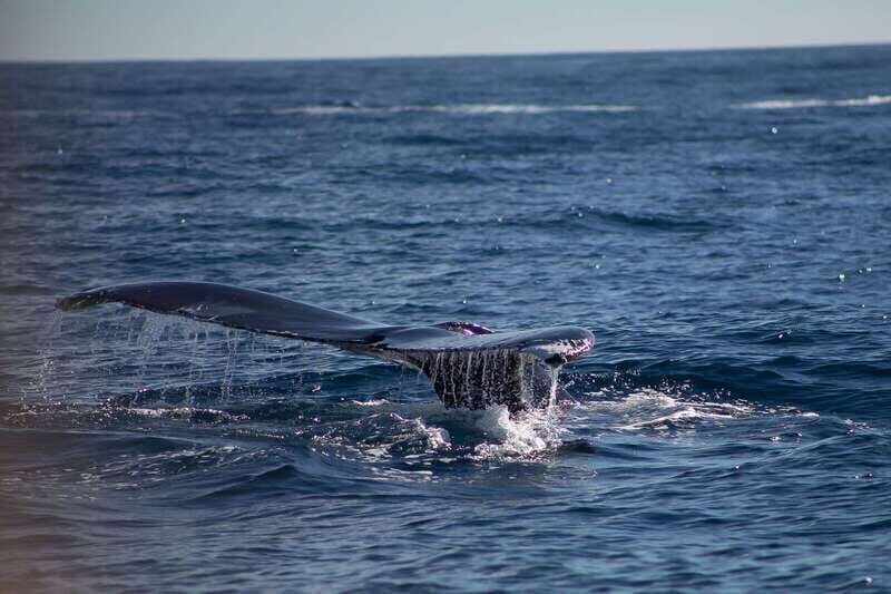 Cabo San Lucas: Whale Watching Breakfast Cruise - Detailed Breakdown of the Experience