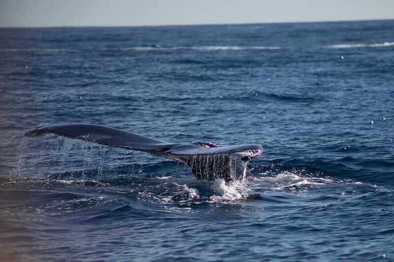 Cabo San Lucas: Whale Watching Breakfast Cruise - Analyzing the Value