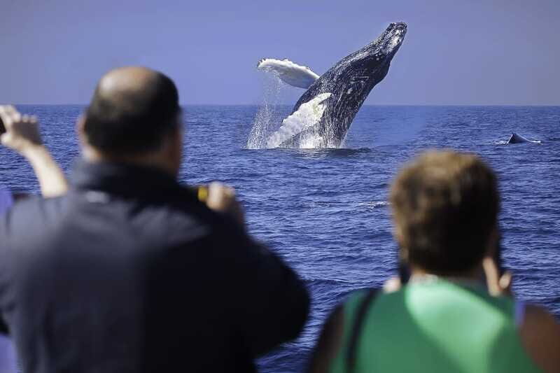 Cabo San Lucas: Whale Watching Breakfast Cruise - The Sum Up