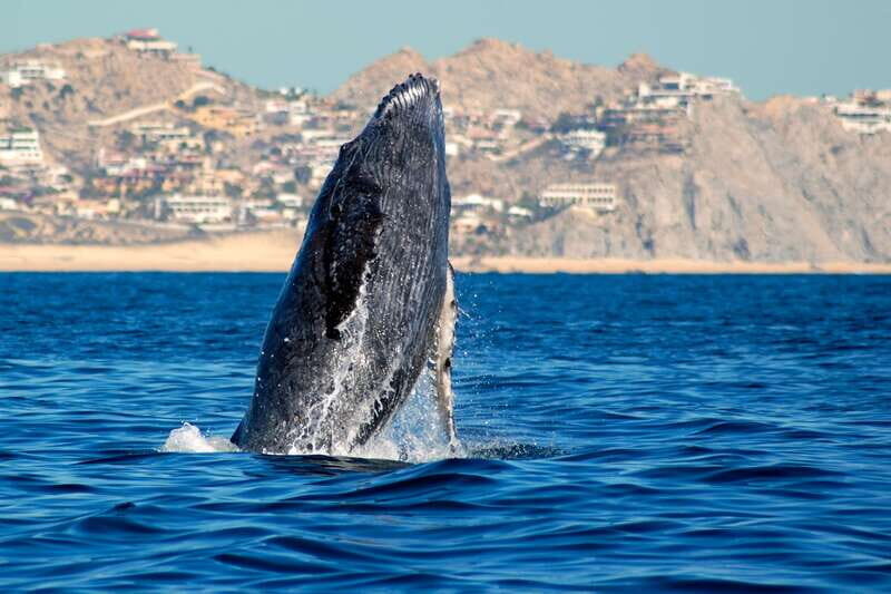 Cabo San Lucas: Whale Watching Catamaran Experience - Planning Your Trip