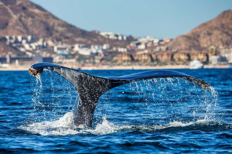 Cabo San Lucas: Whale Watching Catamaran Experience - FAQ