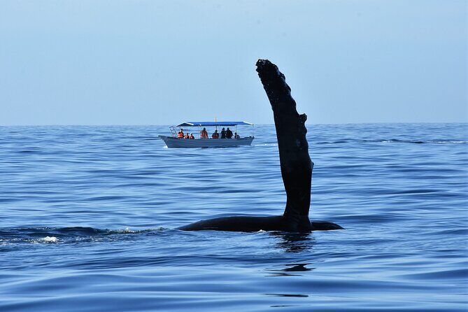 Cabo San Lucas Whale Watching Tour with Photos Included - The Sum Up