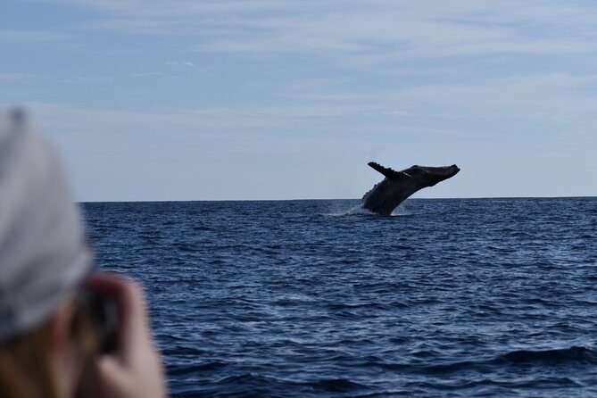 Cabo San Lucas Whale Watching Tour with Photos Included - Frequently Asked Questions