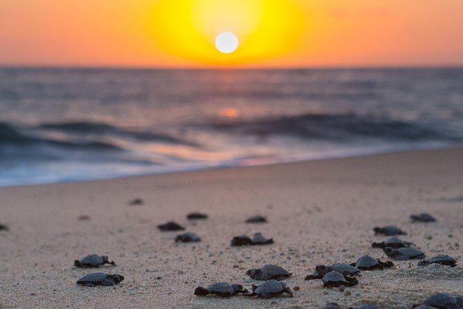 Cabo Turtle Release - Practical Tips for Your Visit