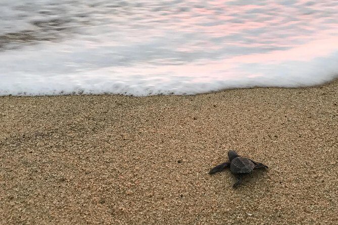 Cabo Turtle Release - Is This Tour Right for You?