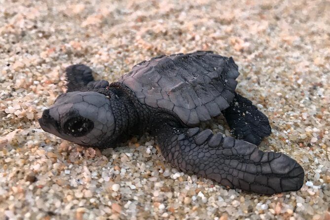 Cabo Turtle Release - FAQ