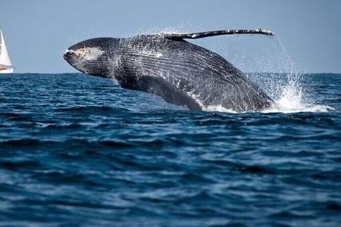 Cabo Whale Watching Tour: 2 Hours at Arch & Lovers Beach - An In-Depth Look at the Cabo Whale Watching Tour
