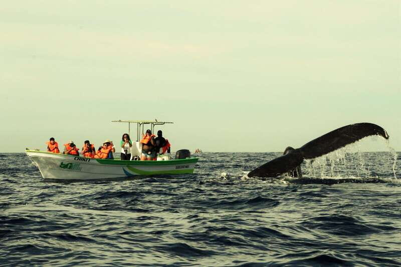 Cabo: Whale-Whatching Boat Trip w/ All-Women Crew and Photos - Key Points