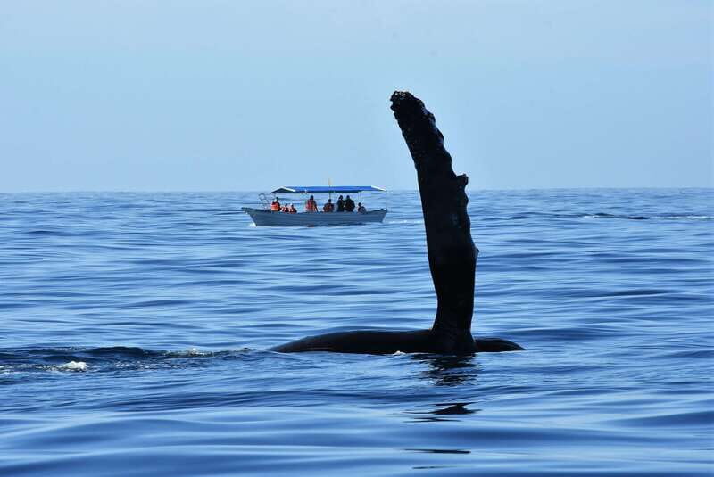 Cabo: Whale-Whatching Boat Trip w/ All-Women Crew and Photos - The Sum Up: Who Will Love This Tour?