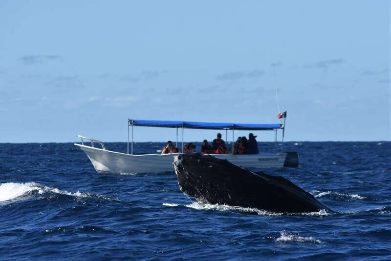 Cabo: Whale-Whatching Boat Trip w/ All-Women Crew and Photos - FAQ
