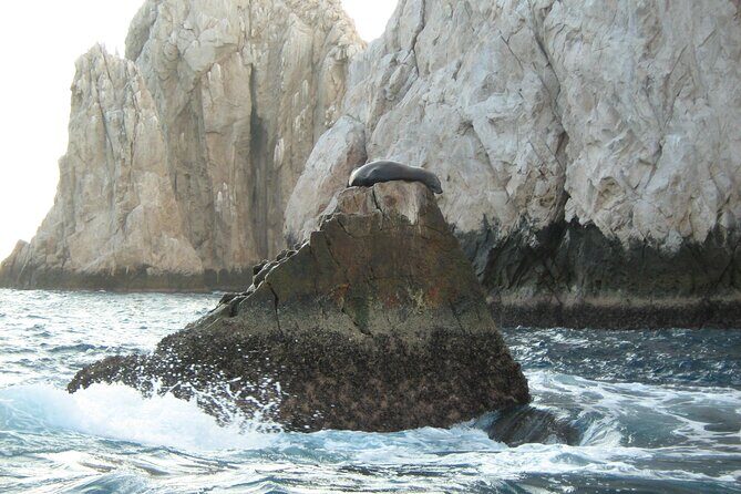 Cabo's Premier Catamaran Snorkeling: Explore the Waters! - An In-Depth Look at the Tour Experience
