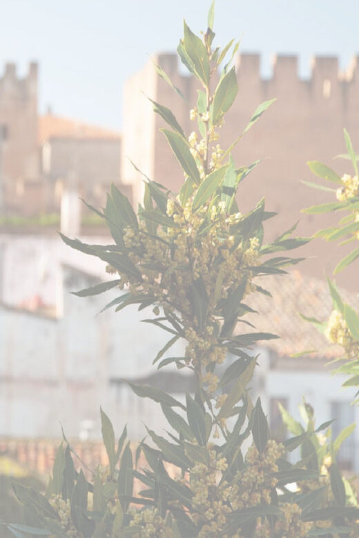 Cáceres: City Highlights Walking Tour with Local Guide - Exploring Cáceres: A Guided Walk Through Time