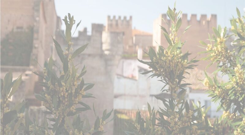 Cáceres: City Highlights Walking Tour with Local Guide - What You Get for Your Money