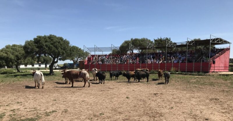 Cadiz: Andalusian Horses and Bulls Country Show - Final Thoughts: Is This Tour Right for You?  