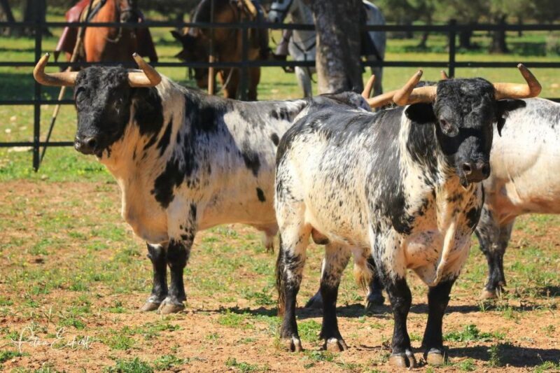 Cadiz: Andalusian Horses and Bulls Country Show - FAQ  