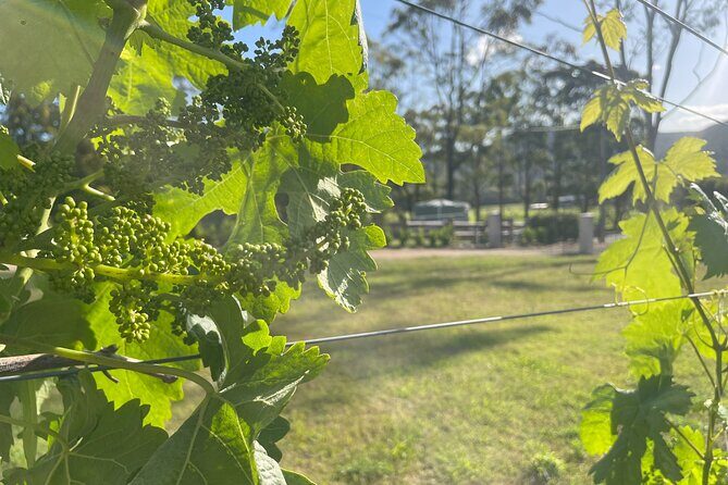 Caels Gate Wine and Cheese Tasting in Hunter Valley - FAQ