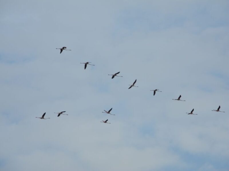 Cagliari: Bike Tour in the Flamingo Oasis - Cagliari: Bike Tour in the Flamingo Oasis — An In-Depth Review