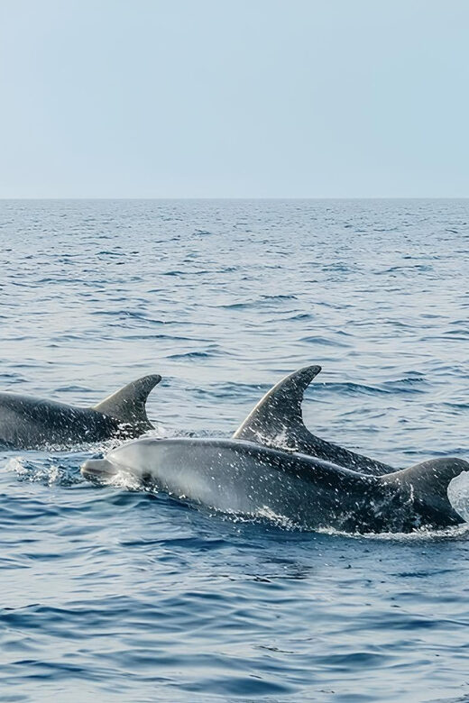 Cagliari: Devil's Saddle Boat Tour with Spritz and Chips - Who Would Love This Tour?