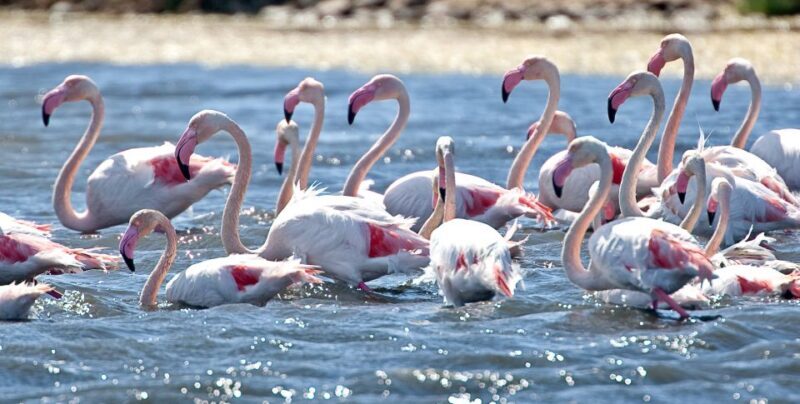 Cagliari E-Bike Tour: Canals & Flamingos at Molentargius - Practical Tips for the Tour