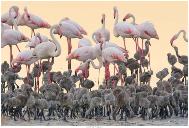 Cagliari: EcoSafari Flamingos Tour in Molentargius Park - Who Is This Tour Best For?
