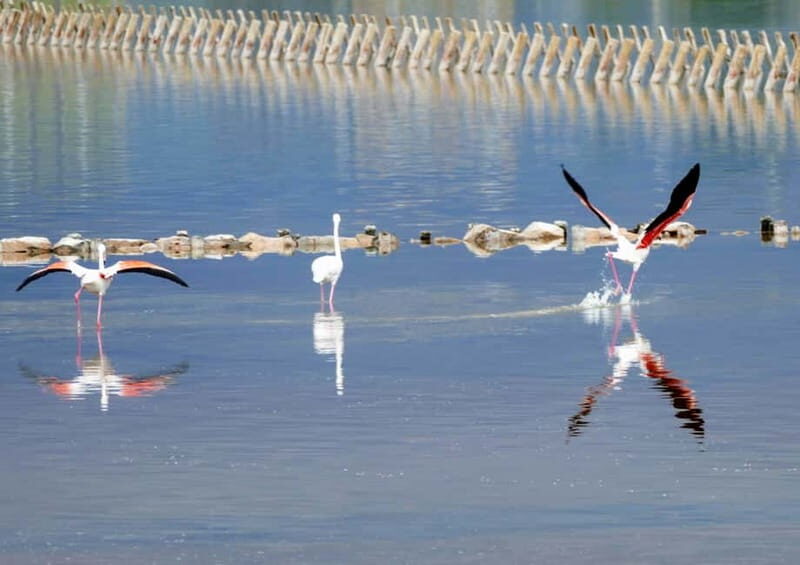 Cagliari Highlights: Small Group City Tour - An in-Depth Look at the Tour