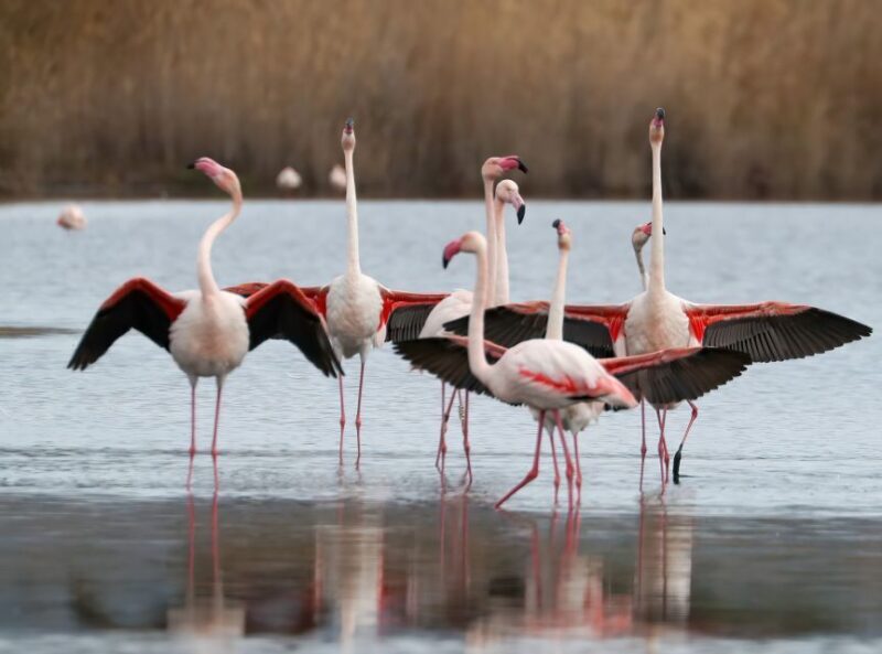 Cagliari: Molentargius Natural Park Segway Tour with Coffee - Key Points