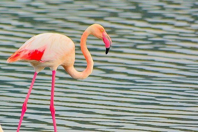 Cagliari: Quad Adventure Experience from Chia - FAQ