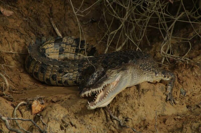 Cairns: 2-Day Atherton Tablelands & Cape Tribulation Tour - Final Thoughts: Who Will Love This Tour?