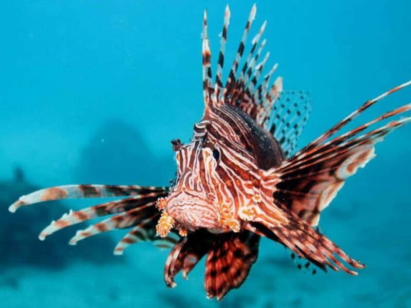 Cairns: 2-Day Great Barrier Reef Dive and Snorkel Boat Trip - Who Might Not Find This Tour a Fit?