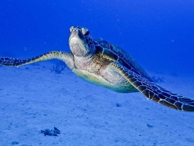 Cairns: 2-Day Great Barrier Reef Dive and Snorkel Boat Trip - FAQ