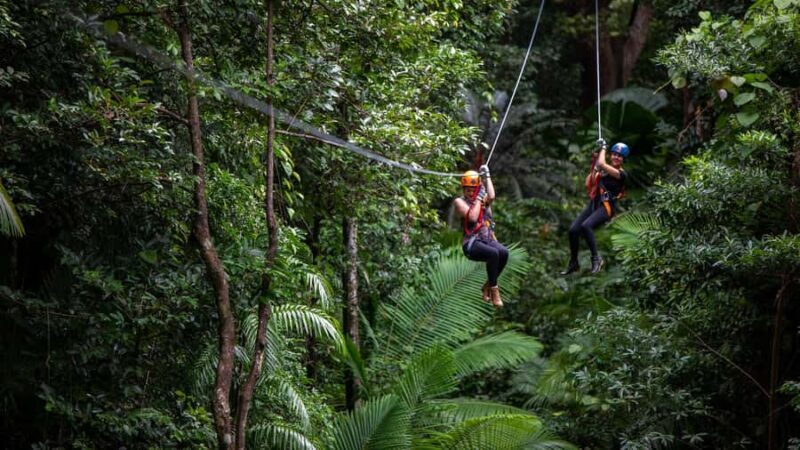 Cairns : 2 Days Daintree & Reef Experience - What Makes This Tour Stand Out  