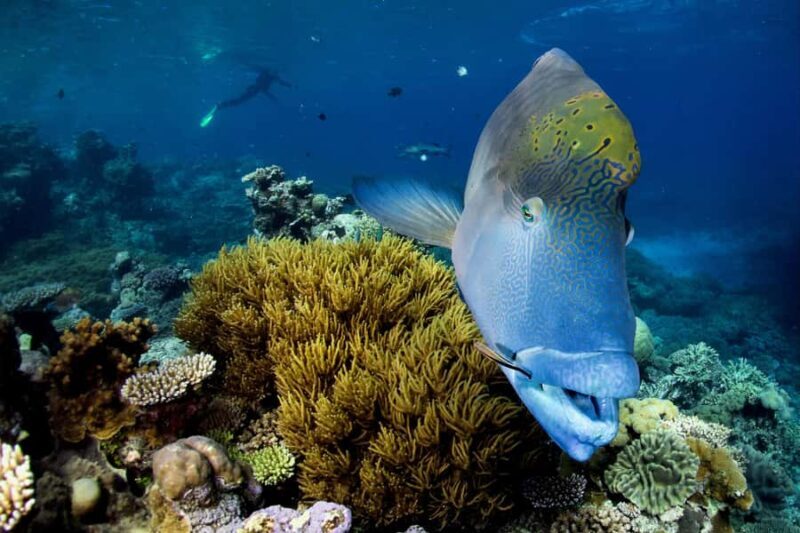 Cairns: All-Inclusive Great Barrier Reef Half-Day Snorkeling - FAQ