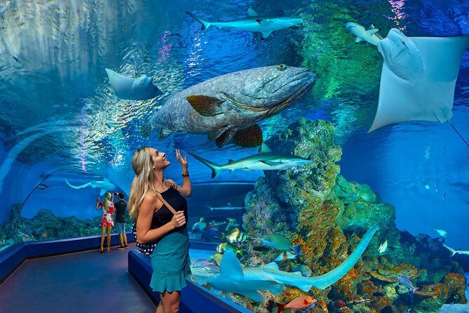 Cairns Aquarium Admission Ticket - Why the Cairns Aquarium Is Worth Your Time