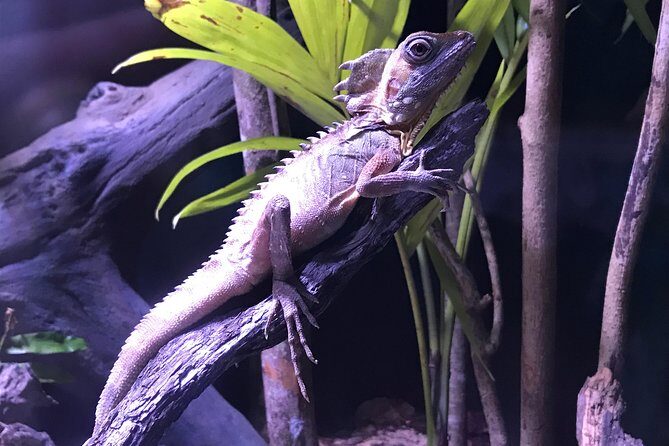 Cairns Aquarium Admission Ticket - Who Will Love Cairns Aquarium?