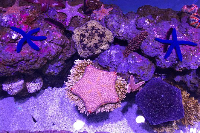 Cairns Aquarium Admission Ticket - Final Thoughts