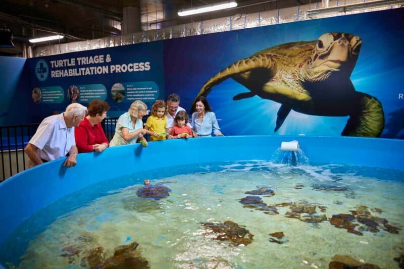 Cairns: Aquarium Entry Ticket and Turtle Rehabilitation Tour - Key Points