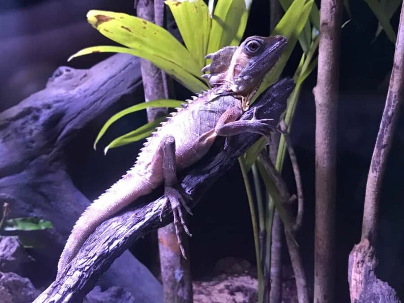 Cairns Aquarium General Admission Ticket - FAQs