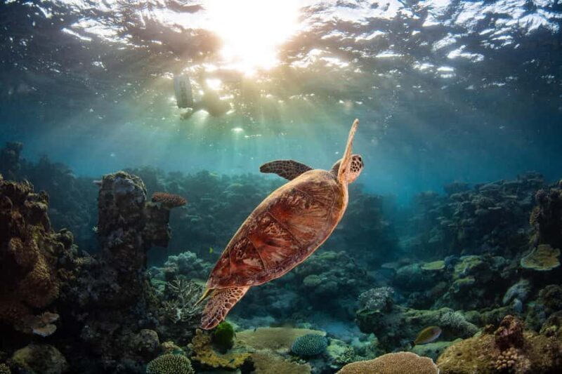 Cairns: Best Value All-inclusive Reef Trip With Scuba Dive - Potential Drawbacks or Considerations