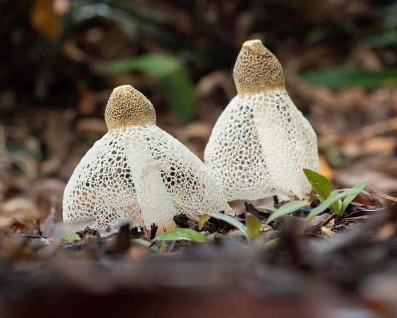 Cairns Botanic Gardens: Mushroom Photography Tour - Introduction