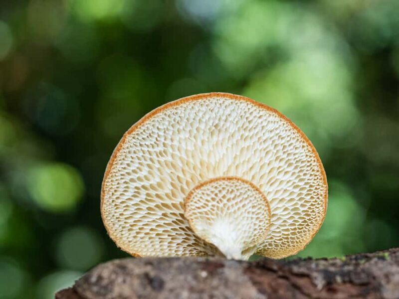 Cairns Botanic Gardens: Mushroom Photography Tour - Practical Details
