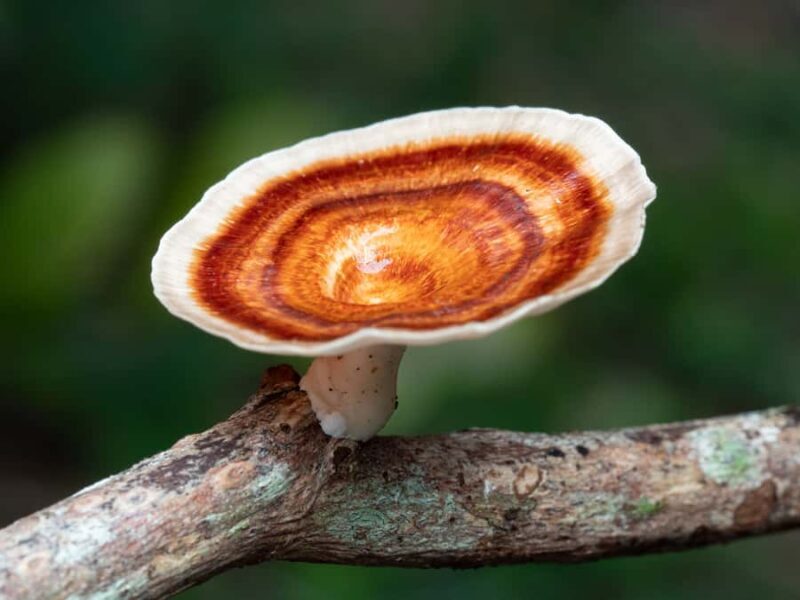 Cairns Botanic Gardens: Mushroom Photography Tour - Why This Tour Is Worth Considering