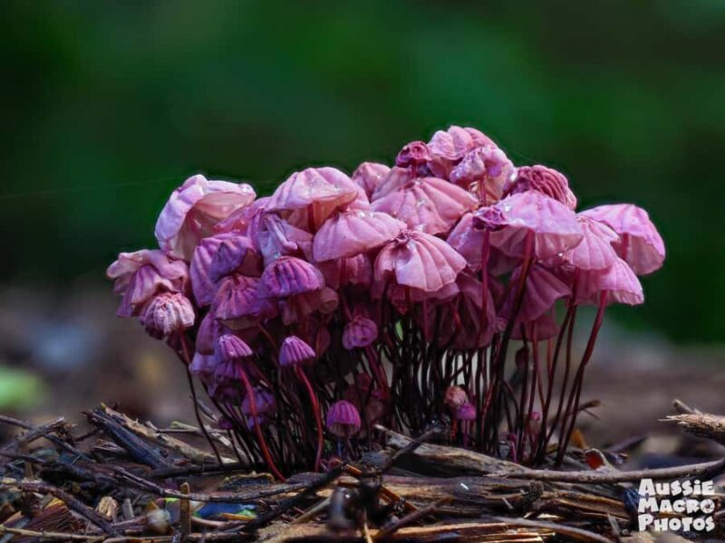 Cairns Botanic Gardens: Mushroom Photography Tour - FAQ