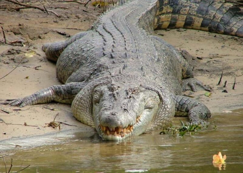 Cairns: Cape Tribulation, Beaches, Crocs & Swimming Day Tour - Key Points