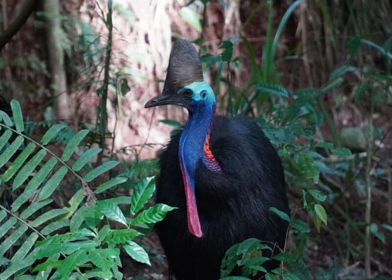 Cairns: Cape Tribulation, Beaches, Crocs & Swimming Day Tour - Who is This Tour Best For?